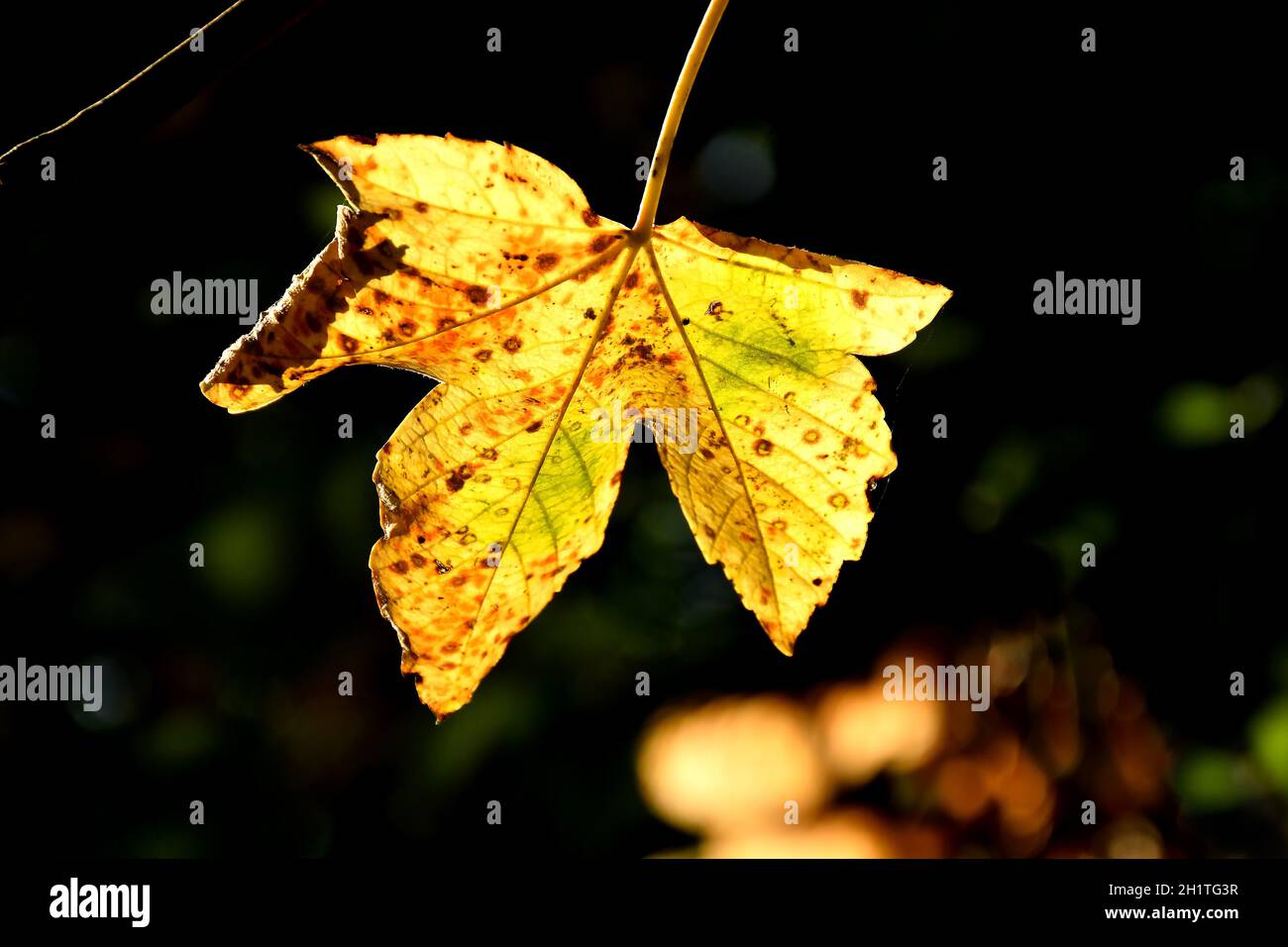 autumnal colored maple leaf in backlit Stock Photo - Alamy