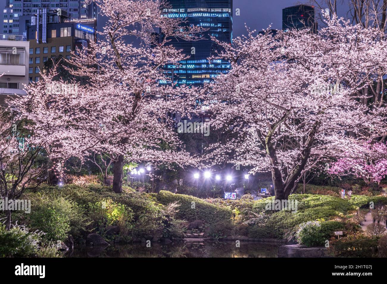 Mohri Garden of going to see cherry blossoms at night (Roppongi ...
