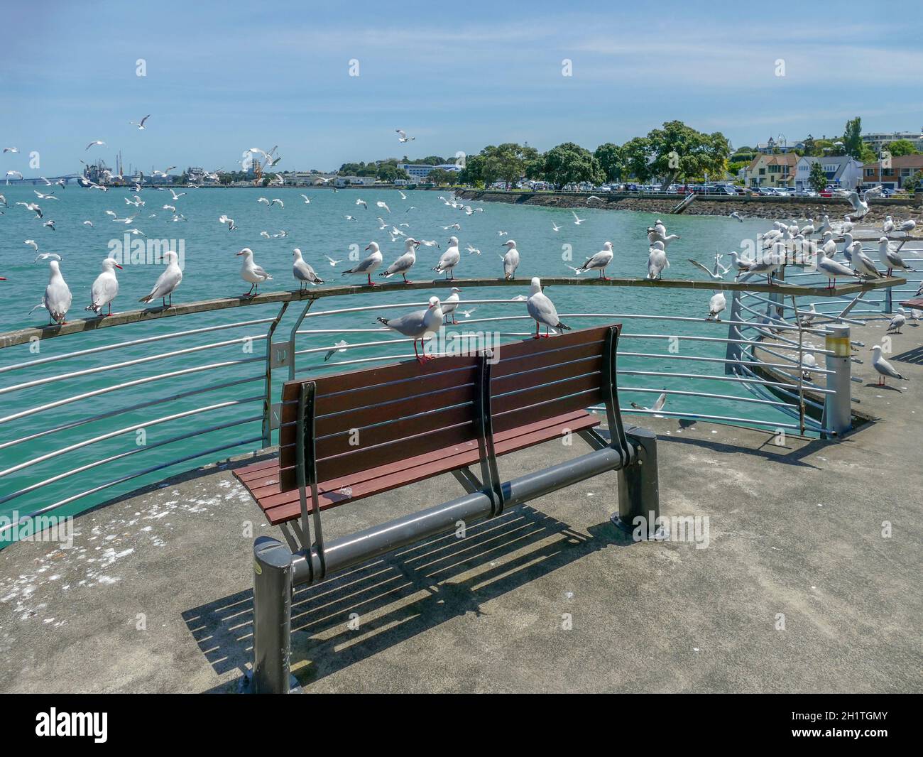 Devonport seagull hi-res stock photography and images - Alamy