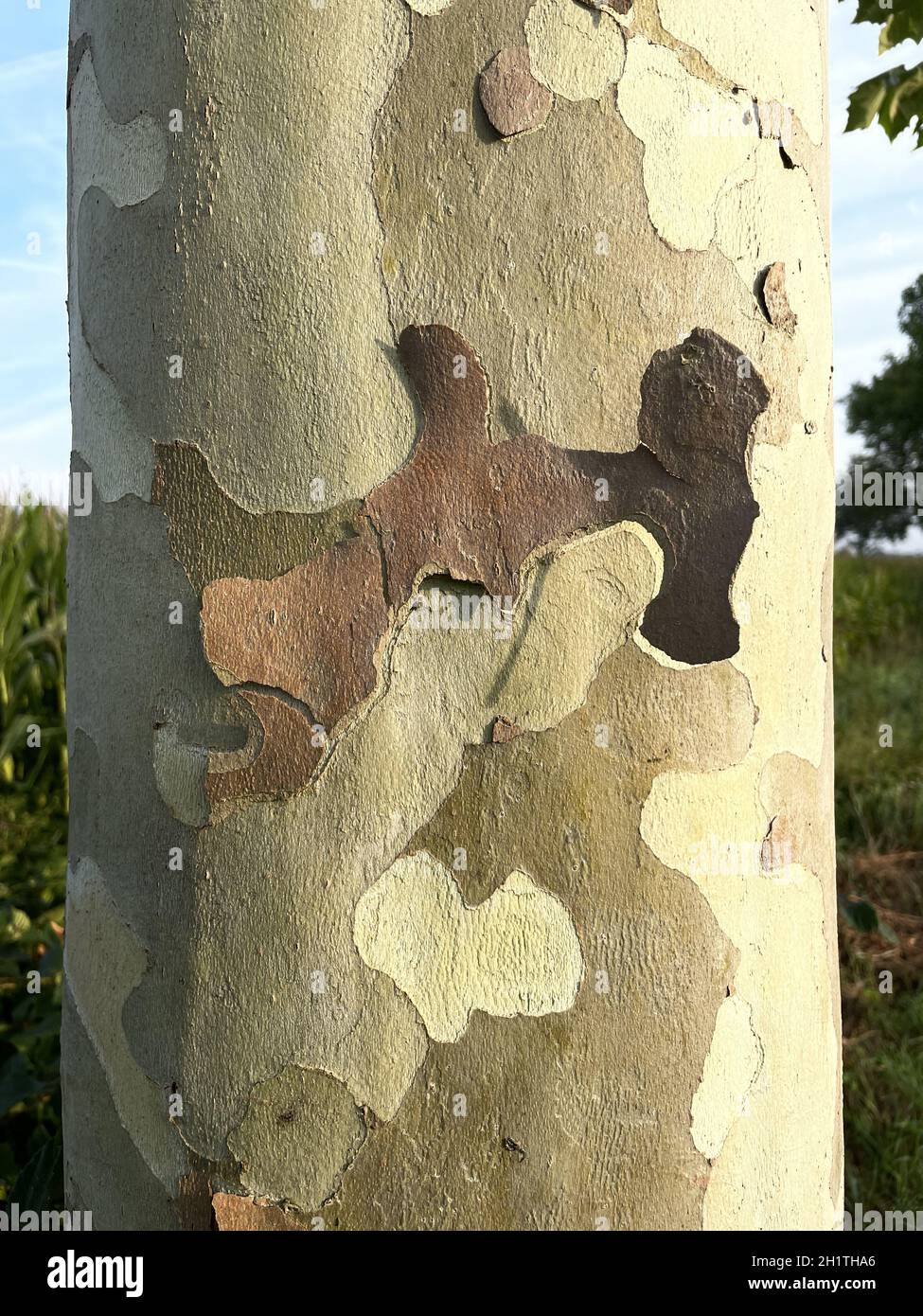 Closeup of a peeling tree trunk Stock Photo - Alamy