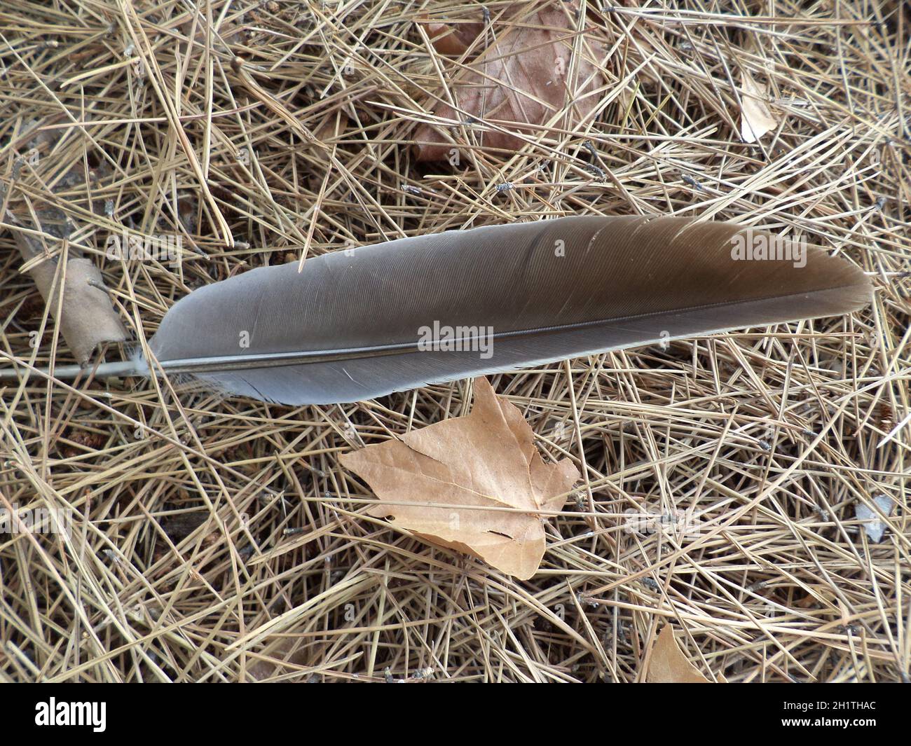 Top view of a gray quill feather on the dry dead grass with fall leaves ...