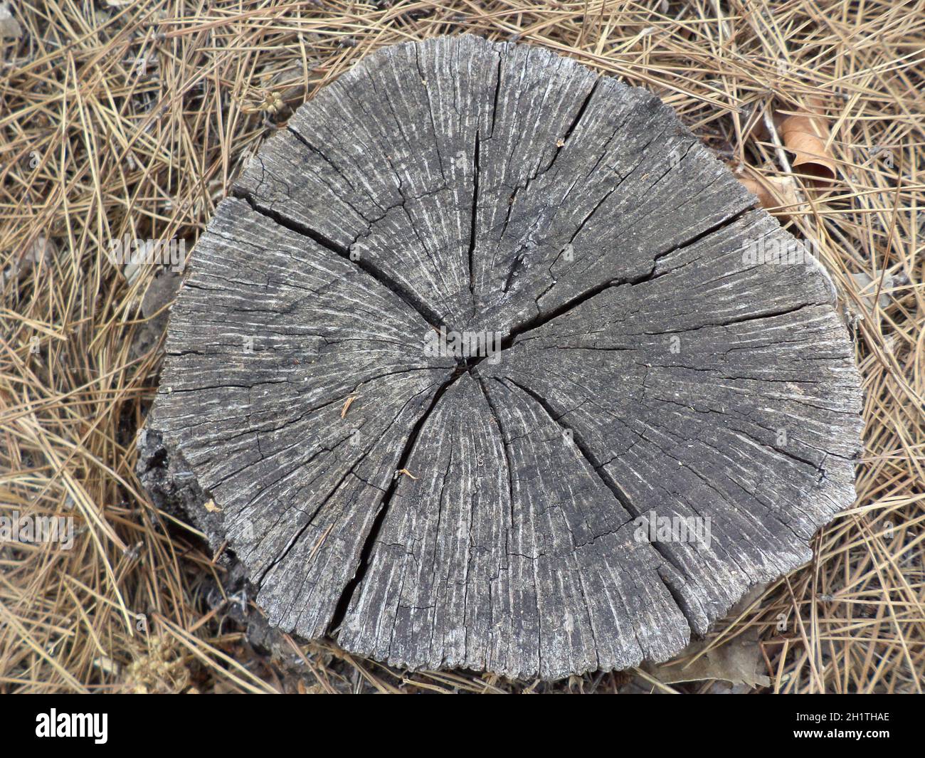 Top view of a tree dry rough weathered gray tree stump texture on a dry ...