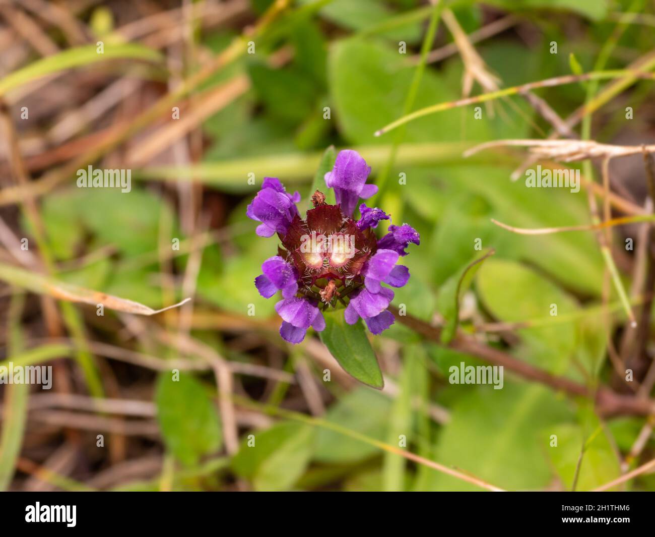 Wild growing Prunella vulgaris (Self Heal Stock Photo - Alamy