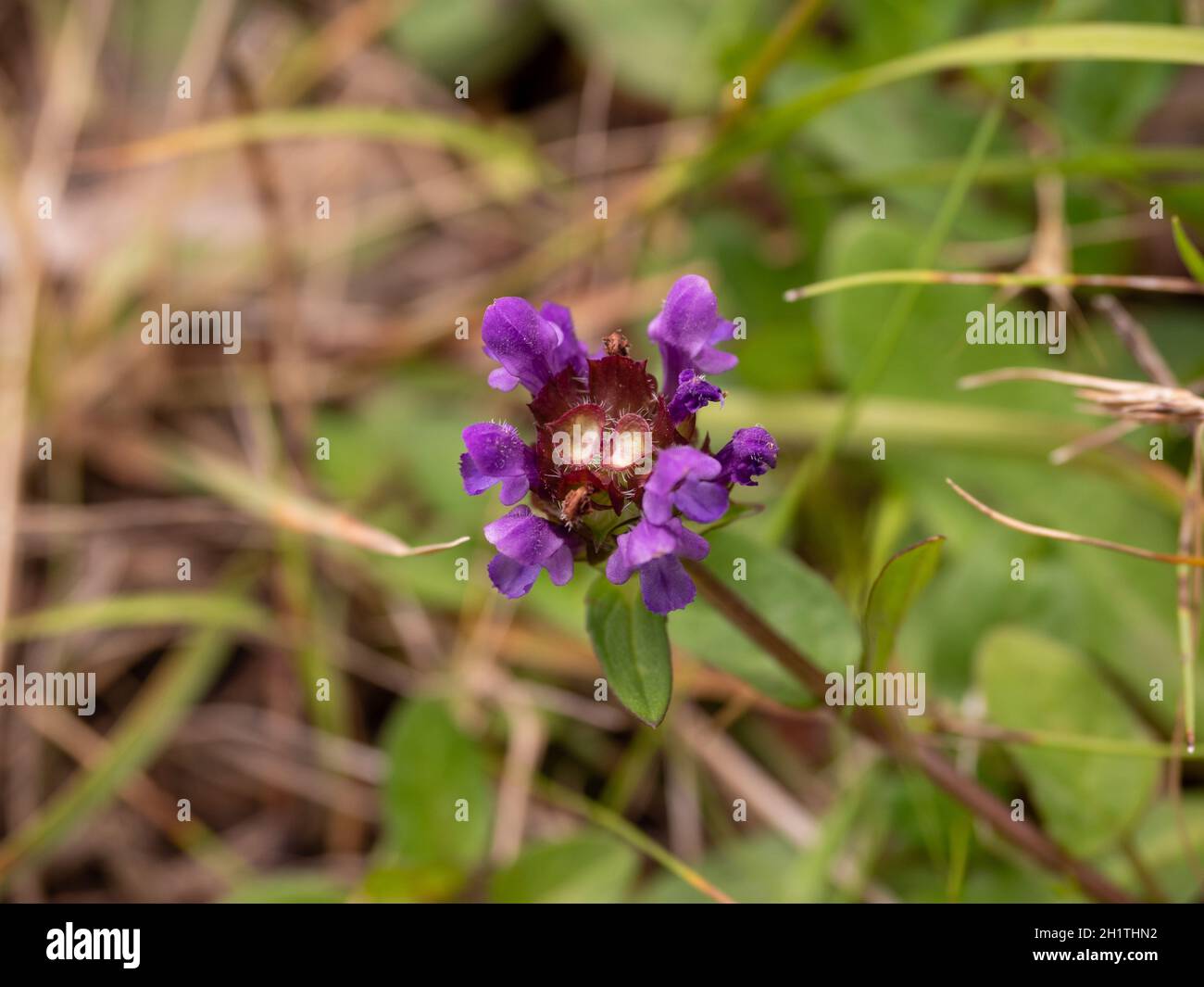 Wild growing Prunella vulgaris (Self Heal Stock Photo - Alamy