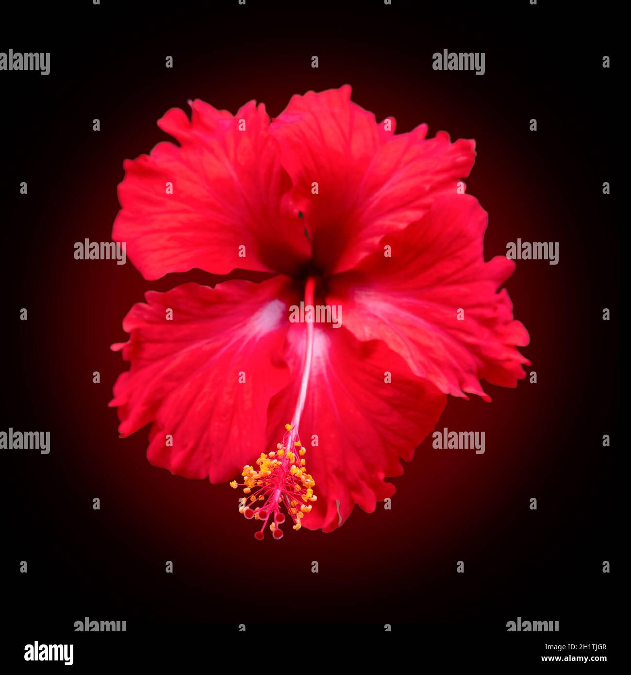 Glowing red rose flower bouquet hi-res stock photography and images - Alamy