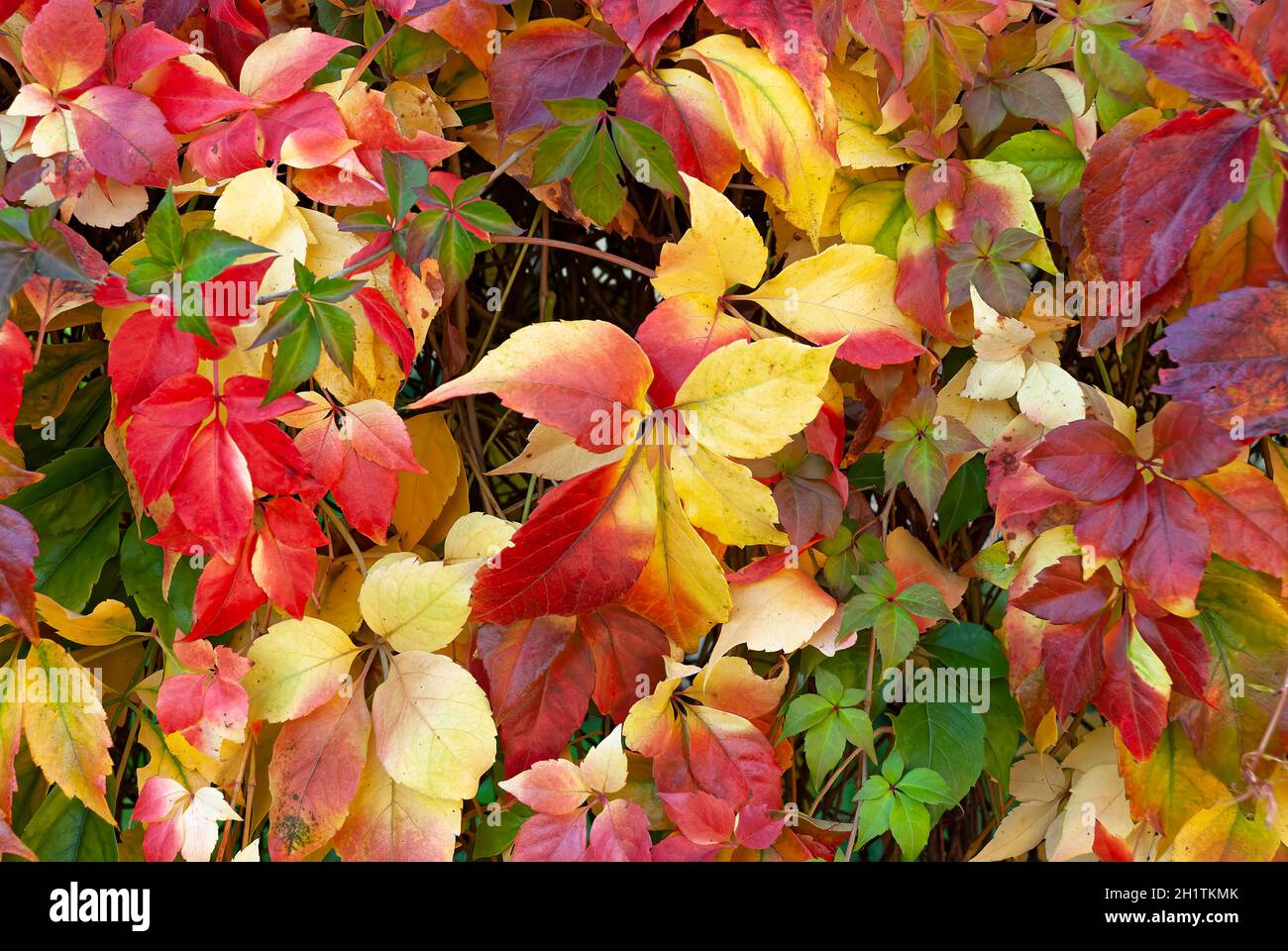 Yellow and red leaves hi-res stock photography and images - Alamy