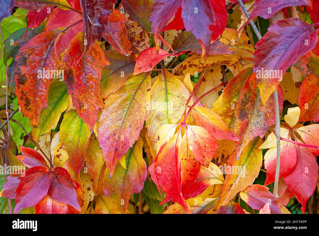 colorful autumn leaves - the structure of withering leaves Stock Photo ...
