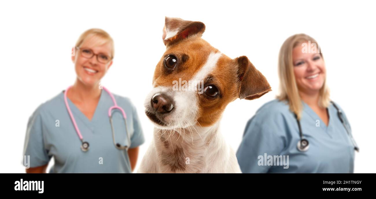 Adorable Jack Russell Terrier and Veterinarians Behind Isolated on a ...