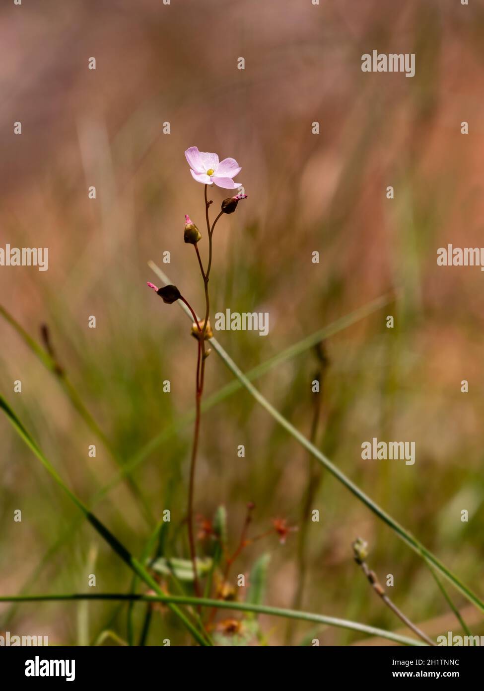 Flowering sundew, a carnivorous native Australian plant (Drosera ...