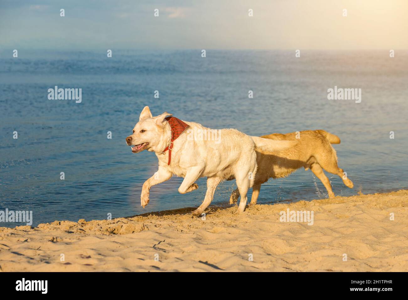 Golden Labrador retrievers having fun running along beach. Sun flare ...
