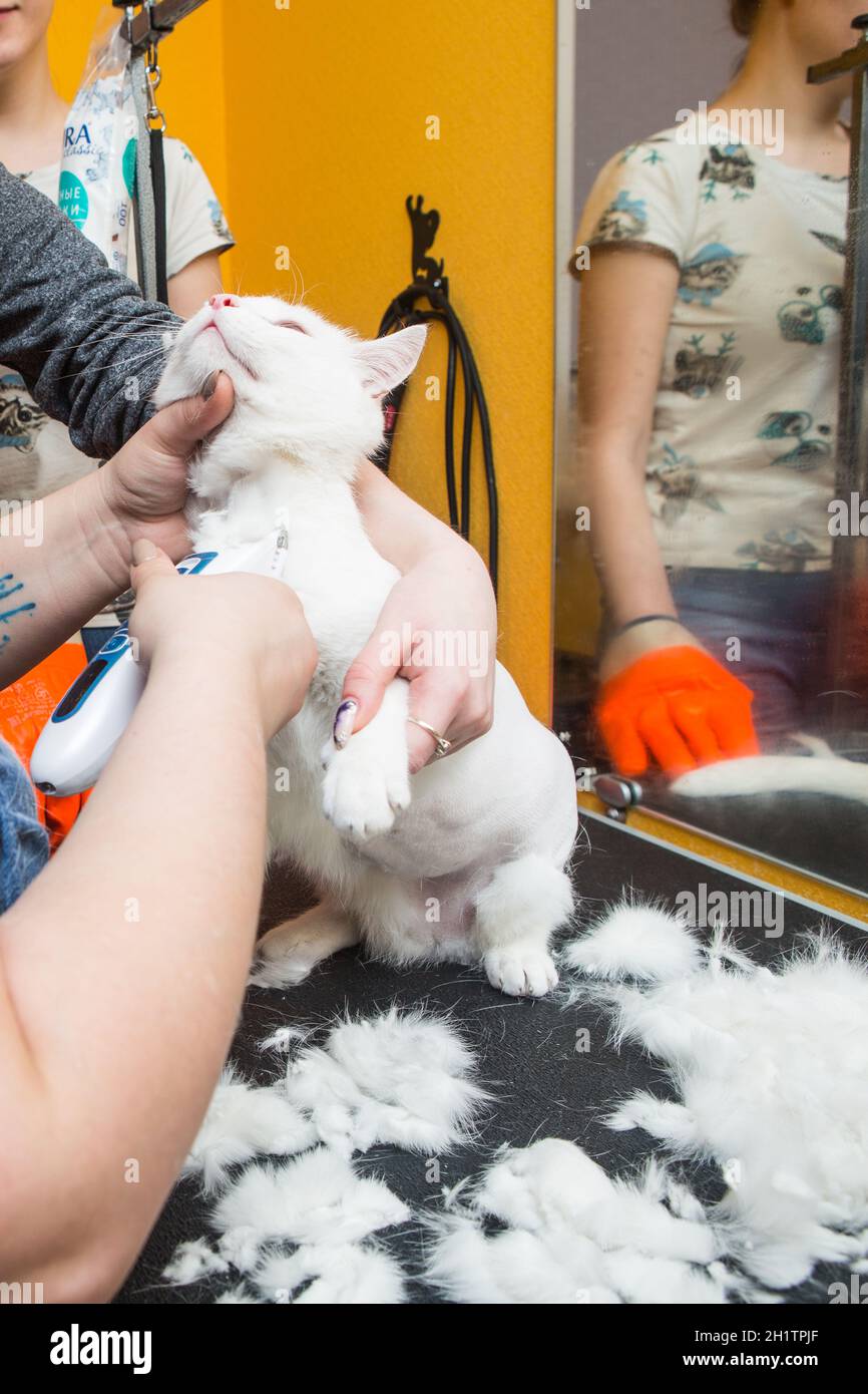 Cat grooming in pet grooming salon. Woman uses the trimmer for trimming ...