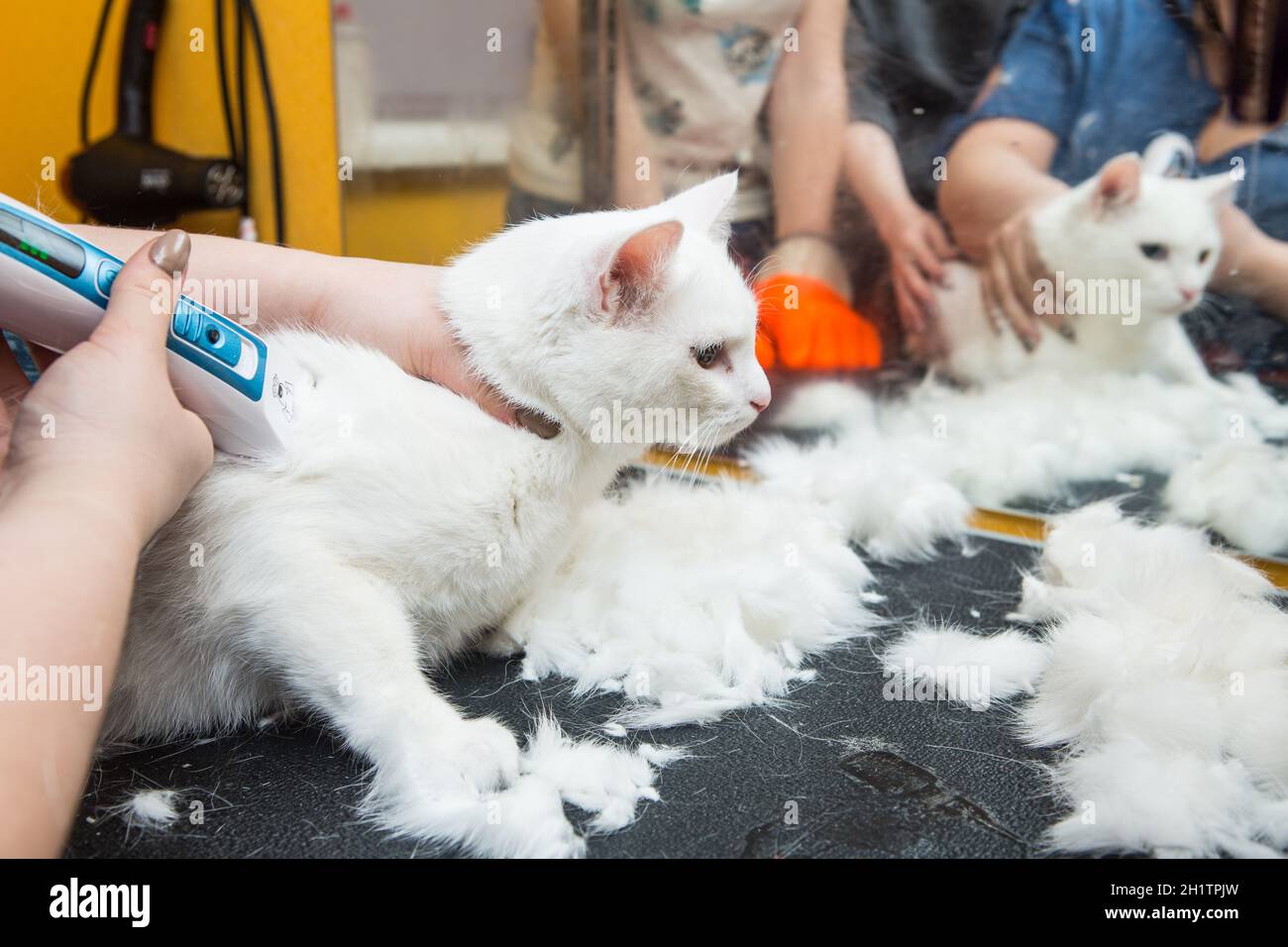 Cat grooming in pet grooming salon. Woman uses the trimmer for trimming ...