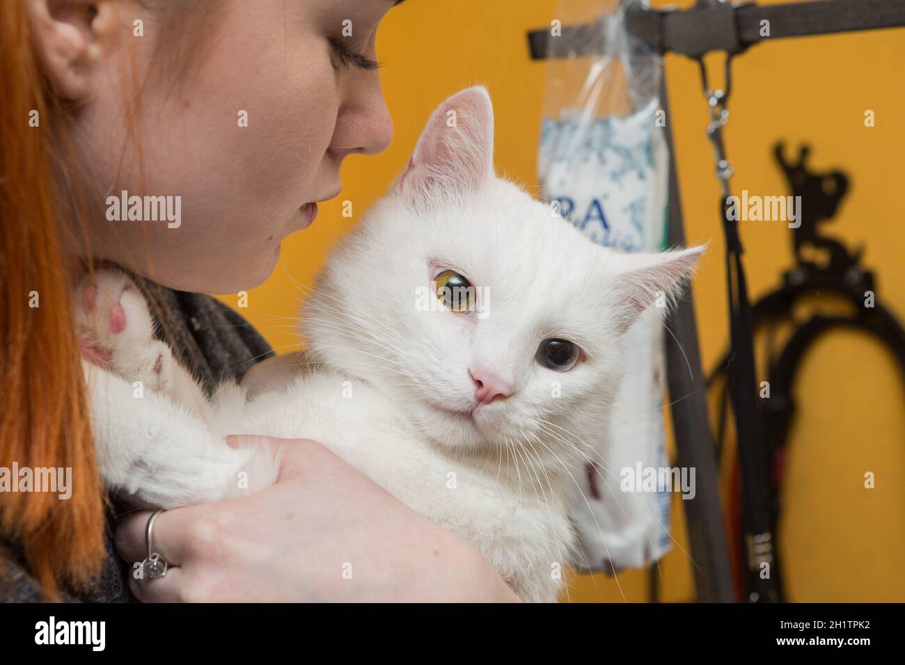 Beautiful cat in a beauty salon. Grooming animals, washing a bathing ...
