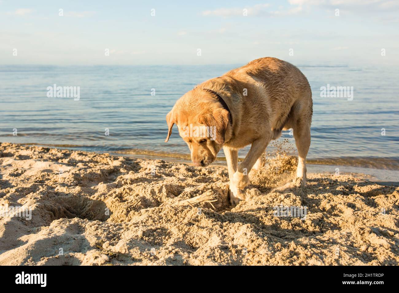 Golden retriever digging hi-res stock photography and images - Alamy