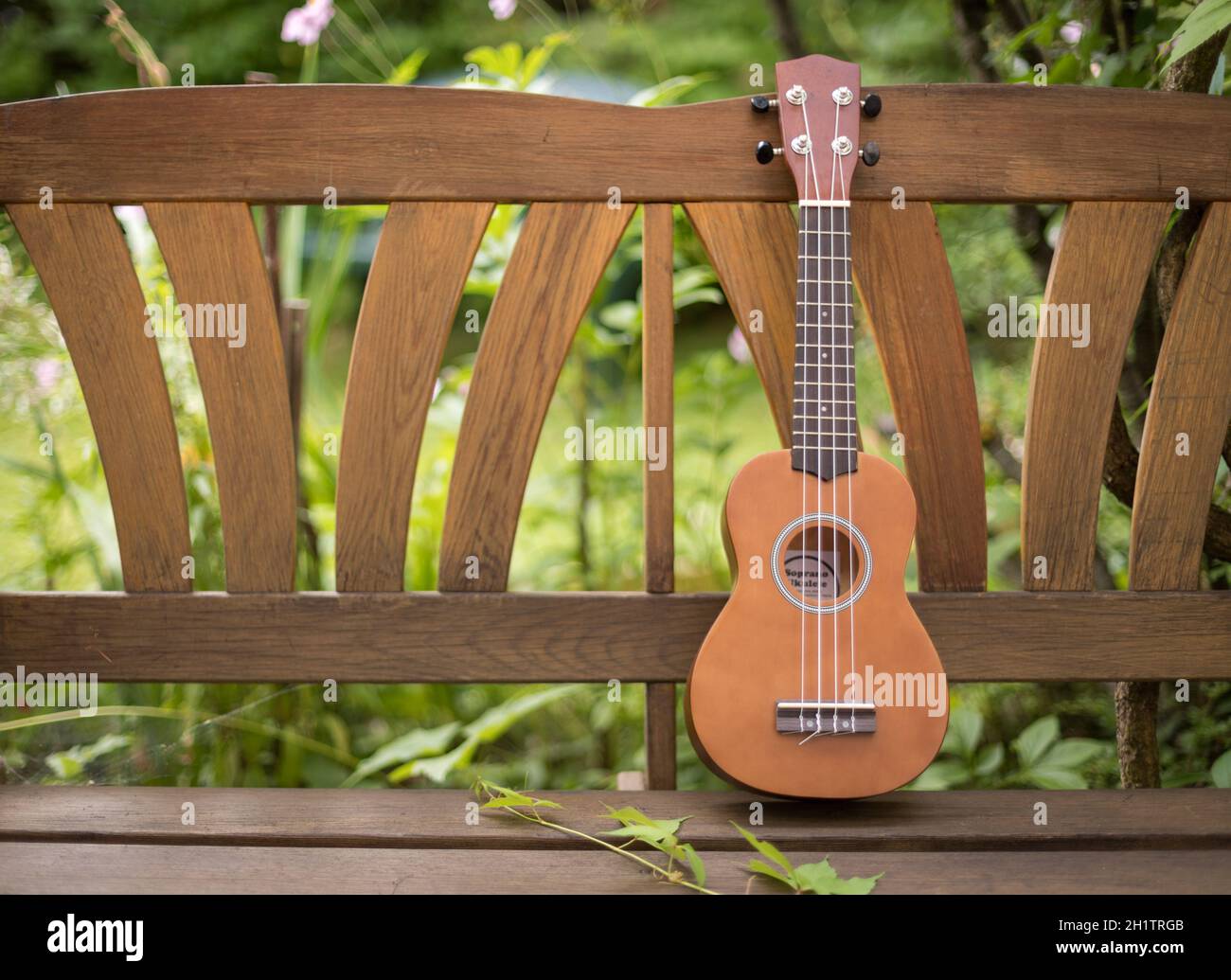 Ukulele on a wooden park bench in summer, green area in the blurry ...