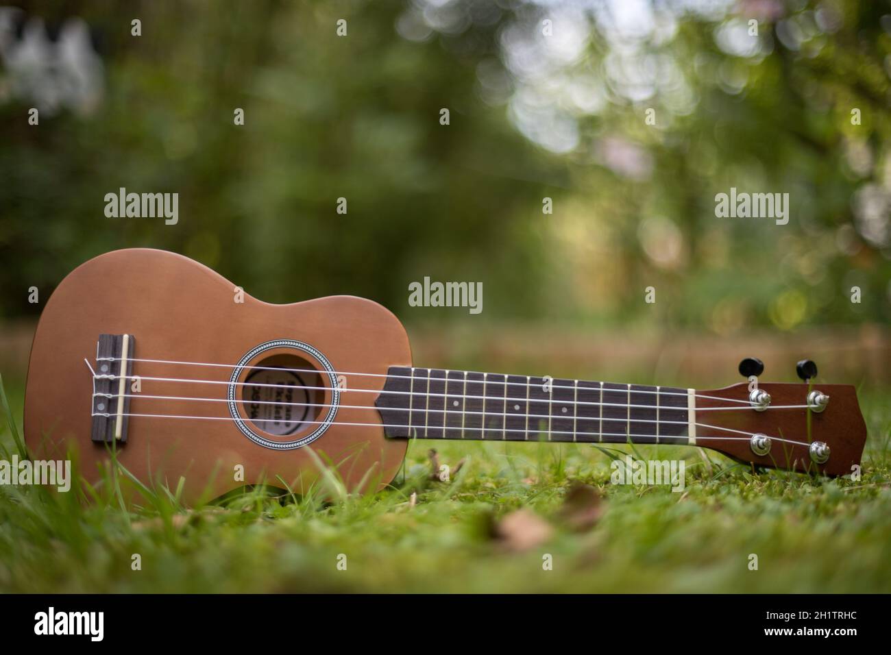 Ukulele lying in the green grass, blurry park area in the background ...