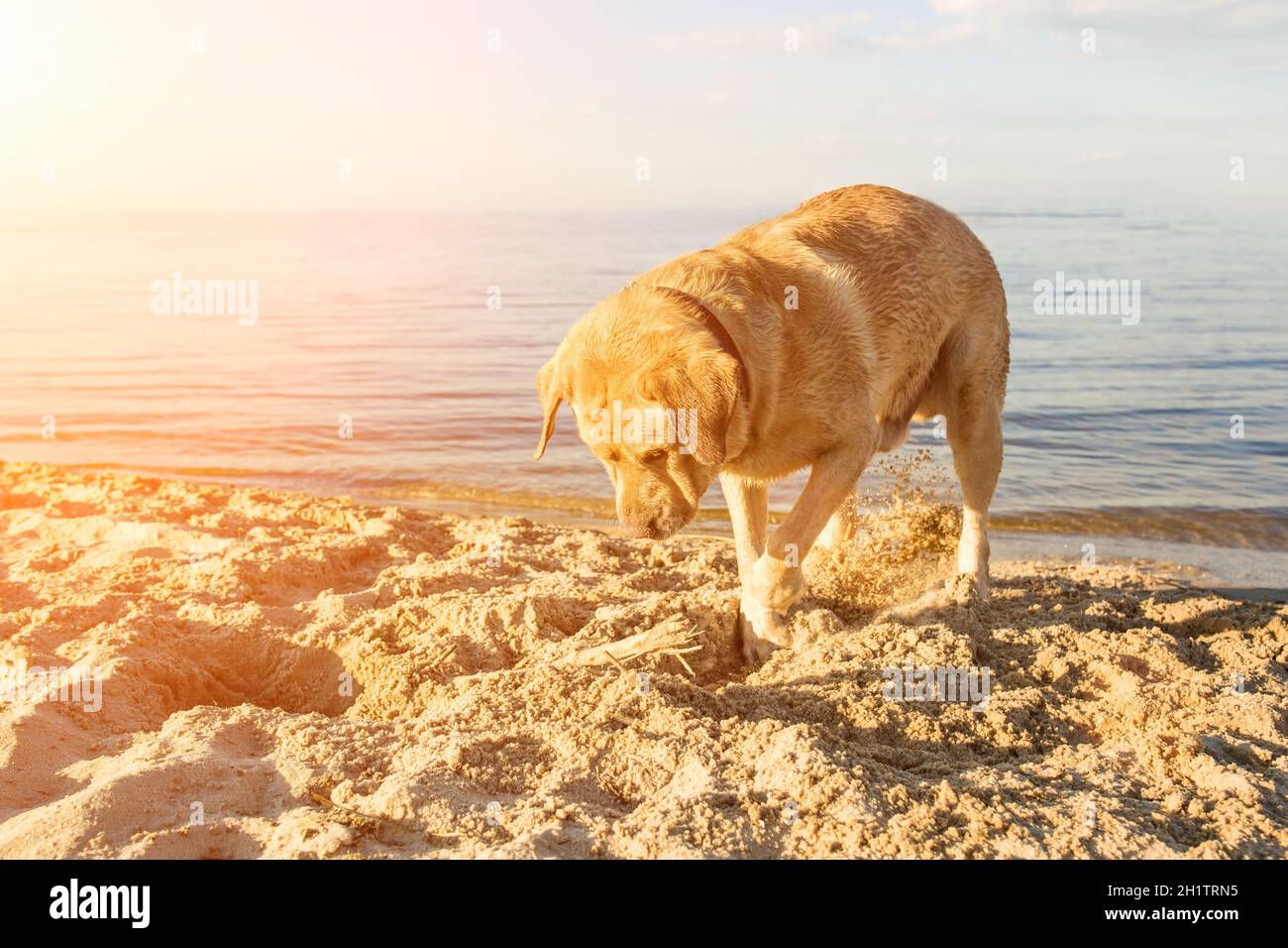 Golden retriever digging hi-res stock photography and images - Alamy