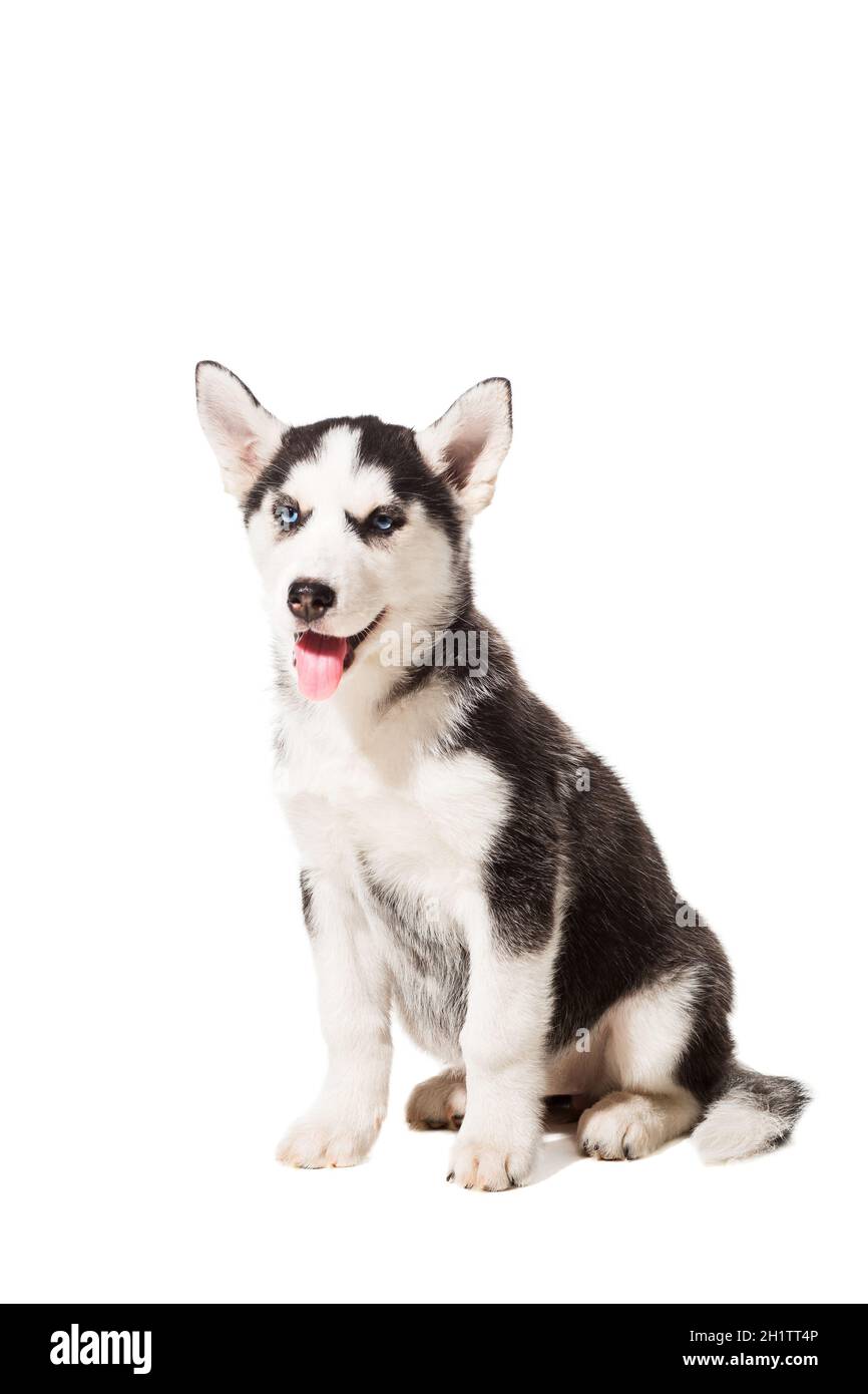 Siberian Husky puppy isolated on a white background Stock Photo - Alamy