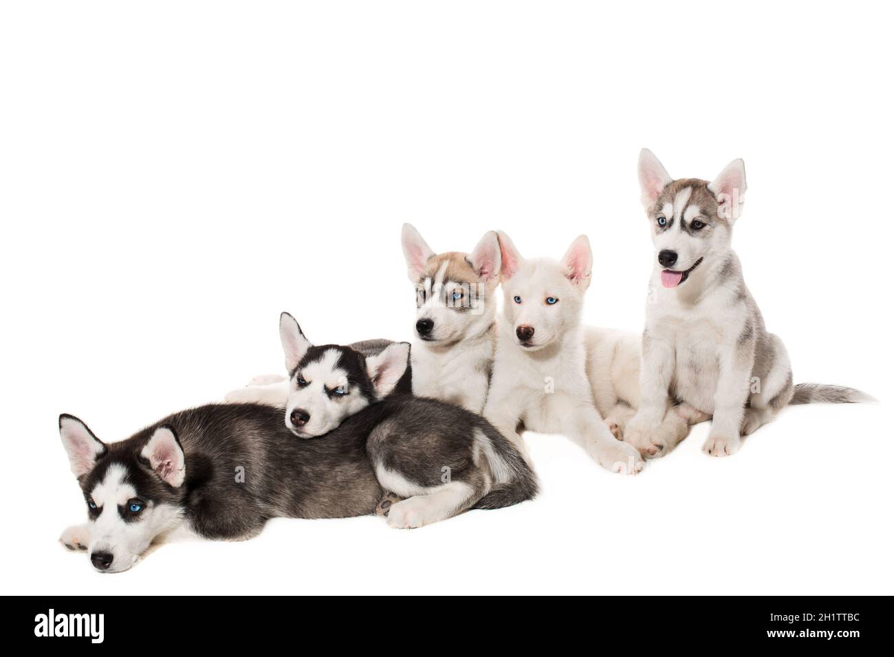 group of happy siberian husky puppies on white Stock Photo - Alamy