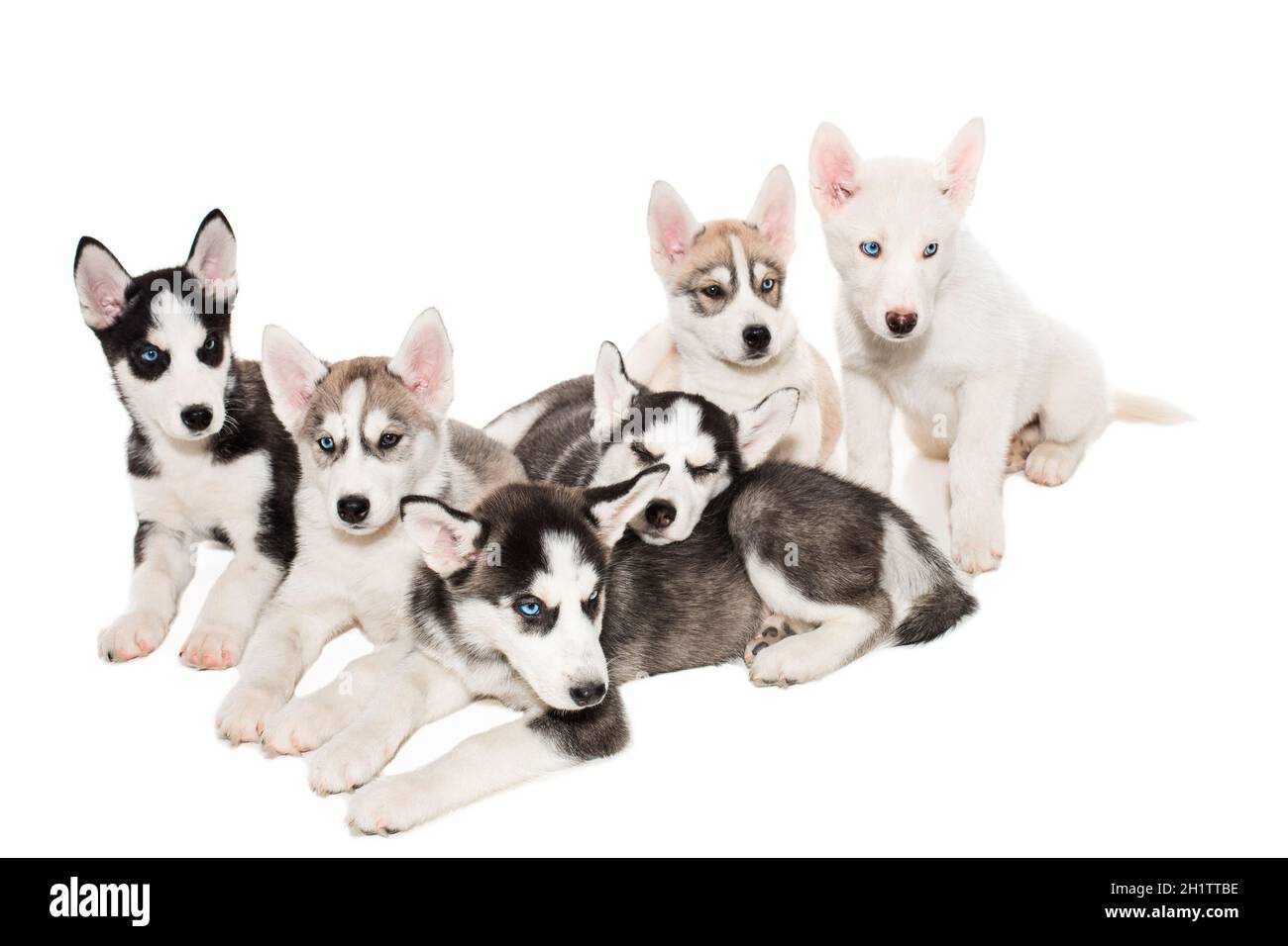 group of happy siberian husky puppies on white Stock Photo - Alamy