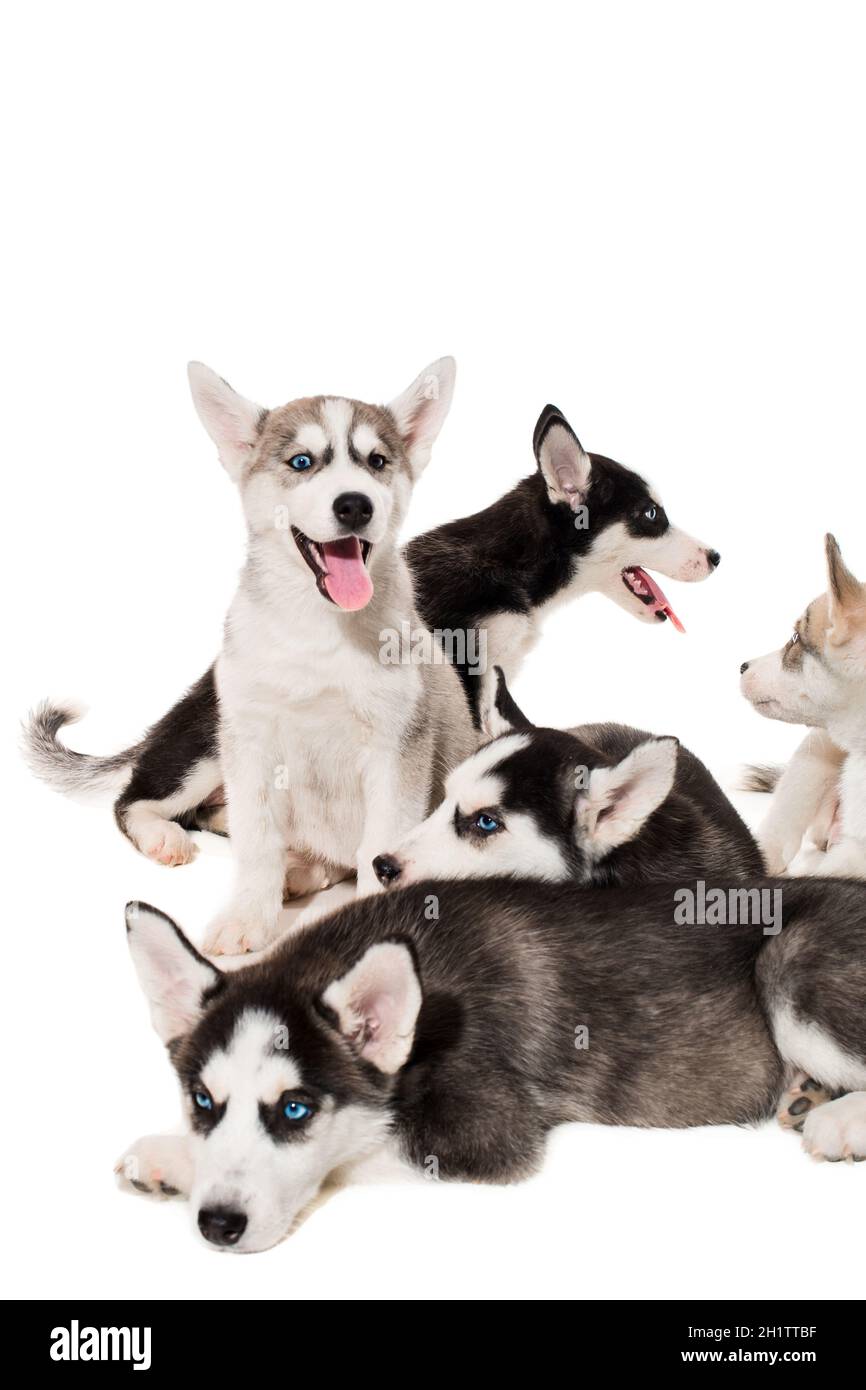 group of happy siberian husky puppies on white Stock Photo - Alamy