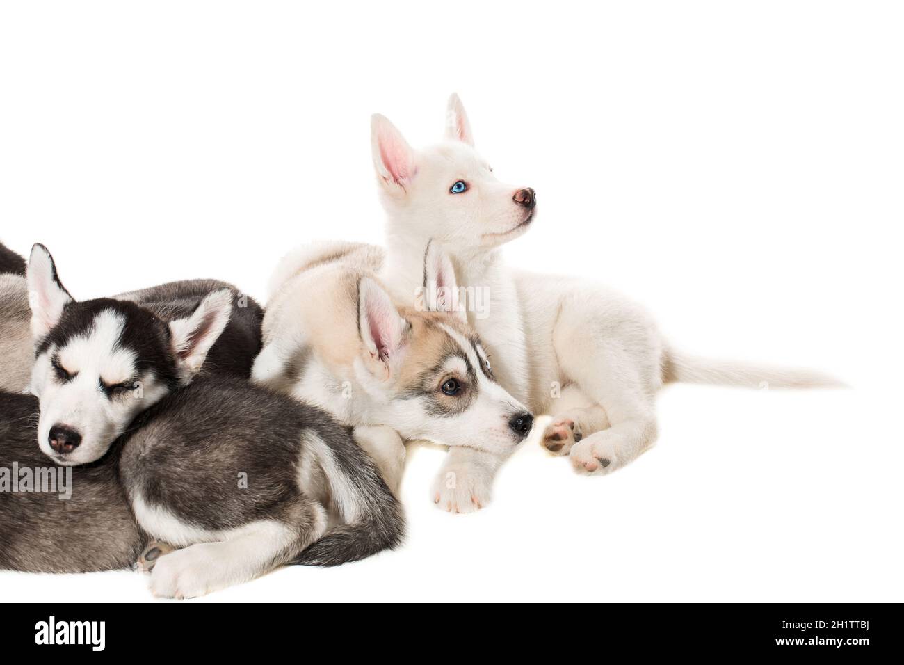group of happy siberian husky puppies on white Stock Photo - Alamy