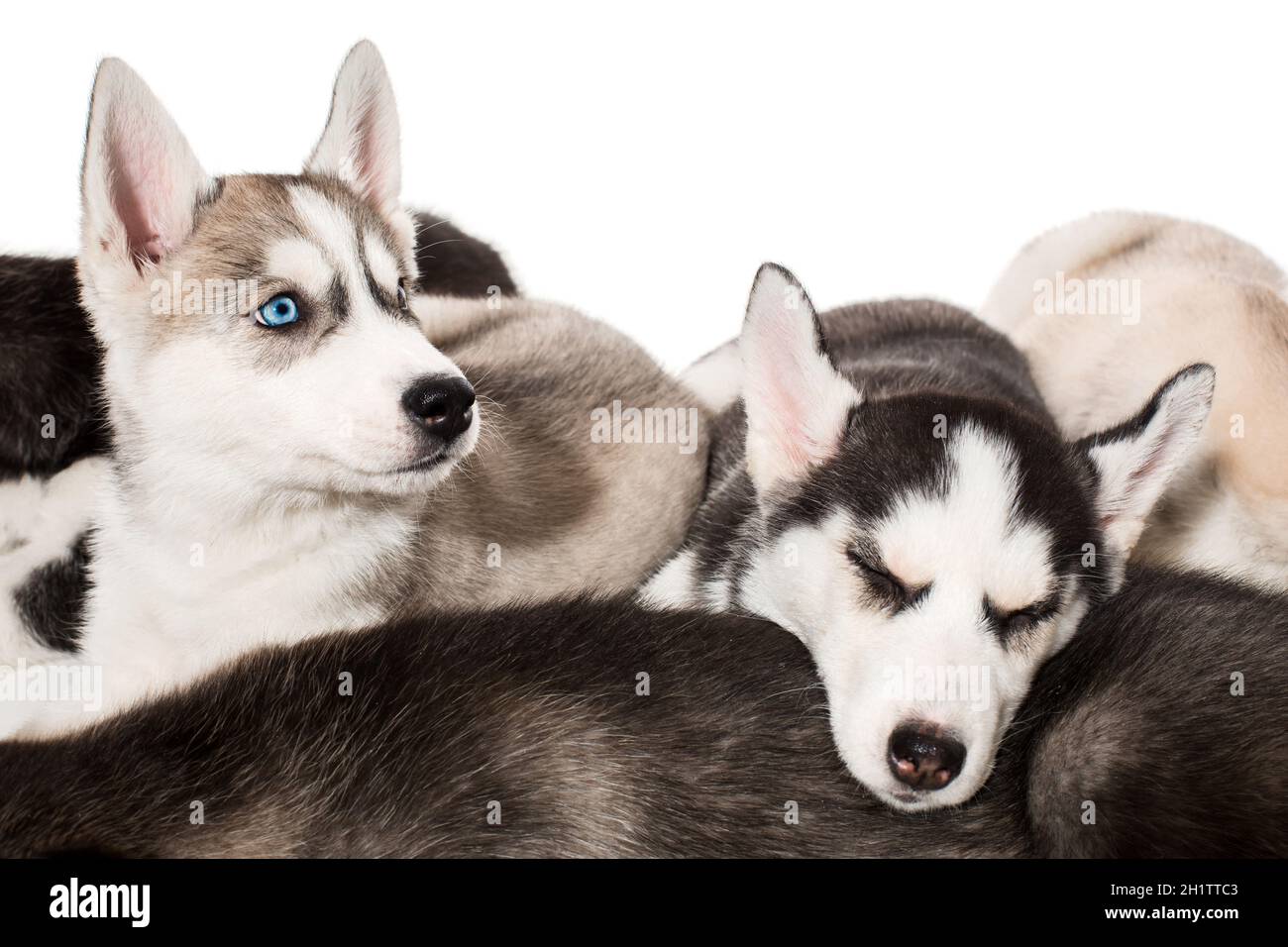 group of happy siberian husky puppies on white Stock Photo - Alamy