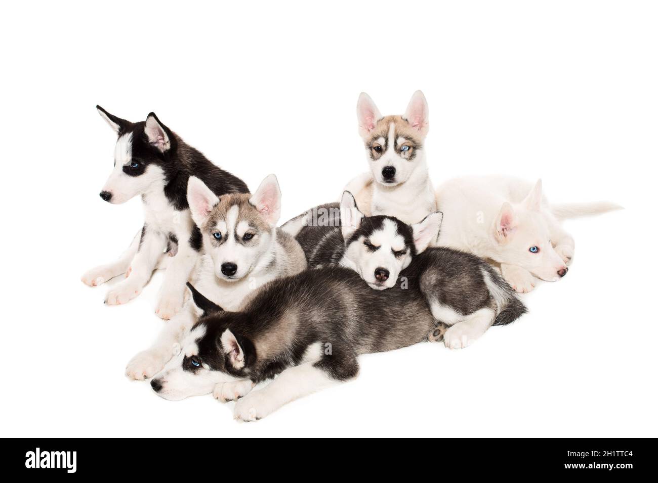 Siberian husky litter Cut Out Stock Images & Pictures - Alamy