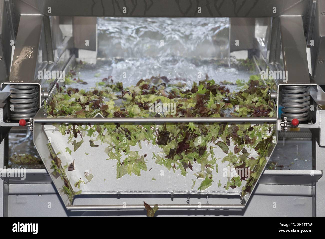Lettuce wash hi-res stock photography and images - Alamy