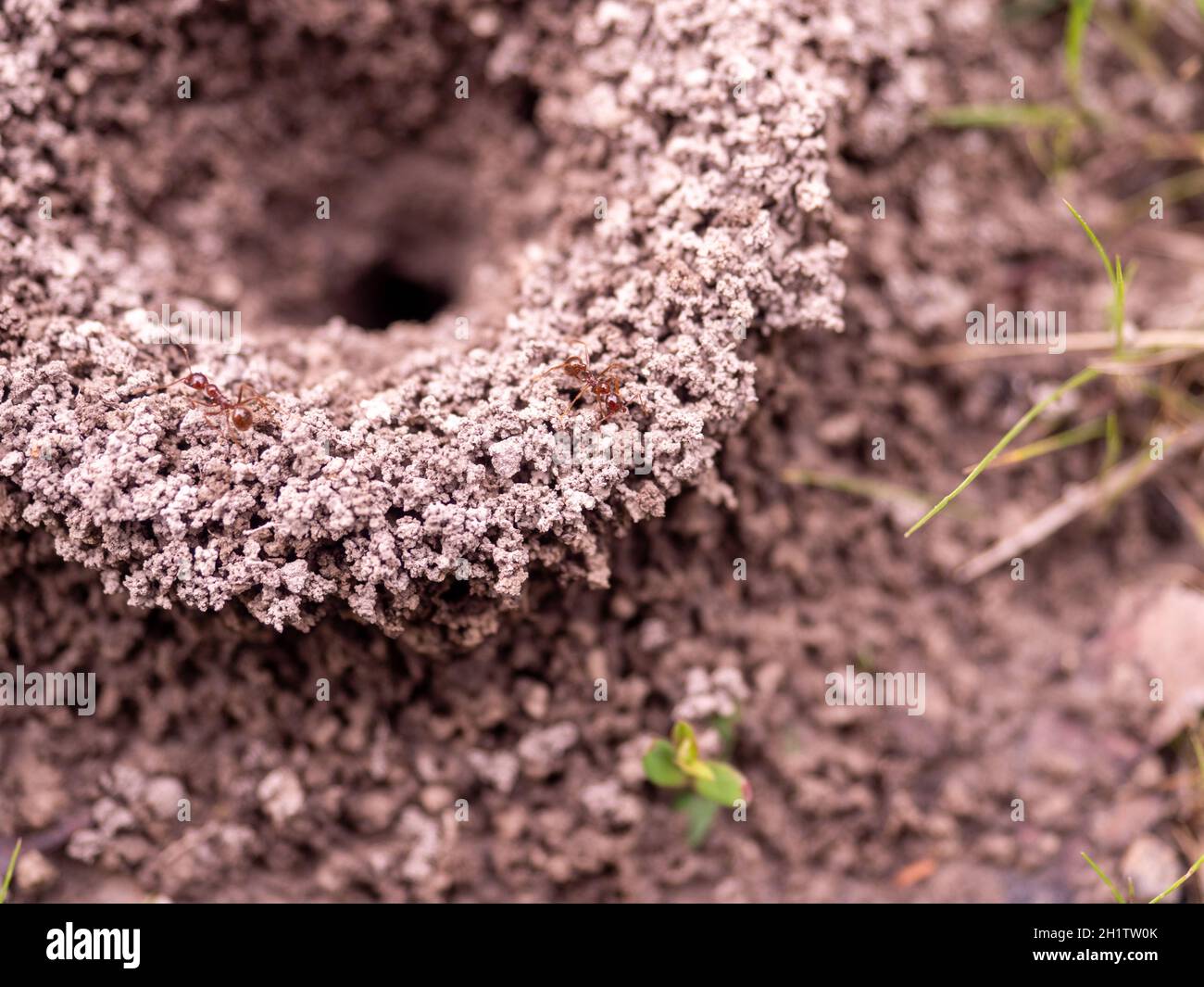 Small red ants constructing their nest in spring Stock Photo - Alamy