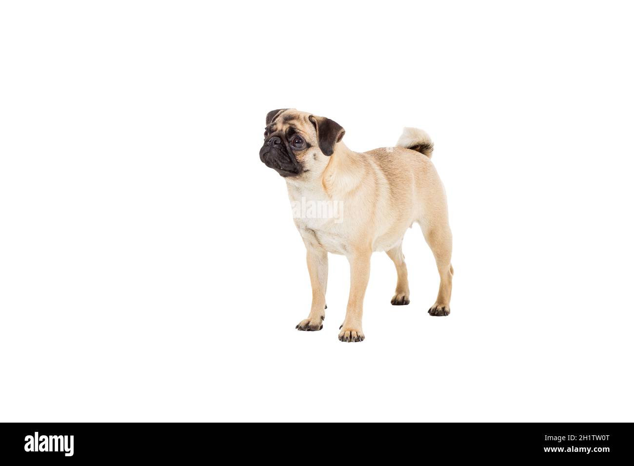 Pug dog isolated on white background Stock Photo - Alamy