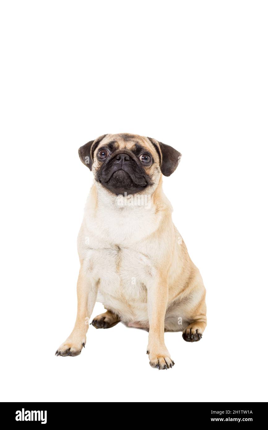 Pug dog isolated on white background Stock Photo - Alamy
