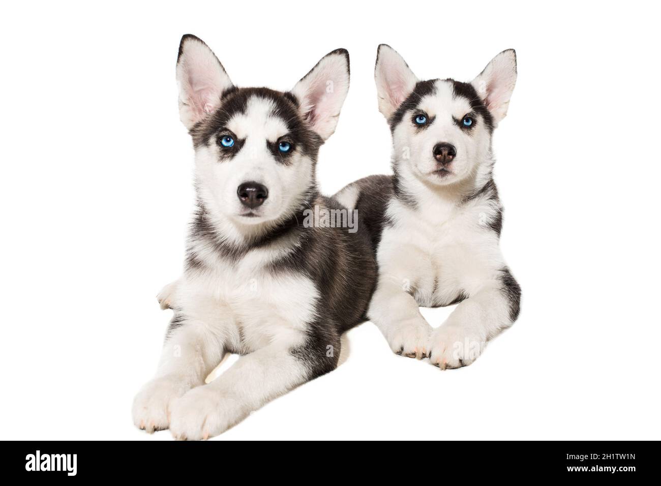 two little cute puppy of Siberian husky dog with blue eyes isolated ...