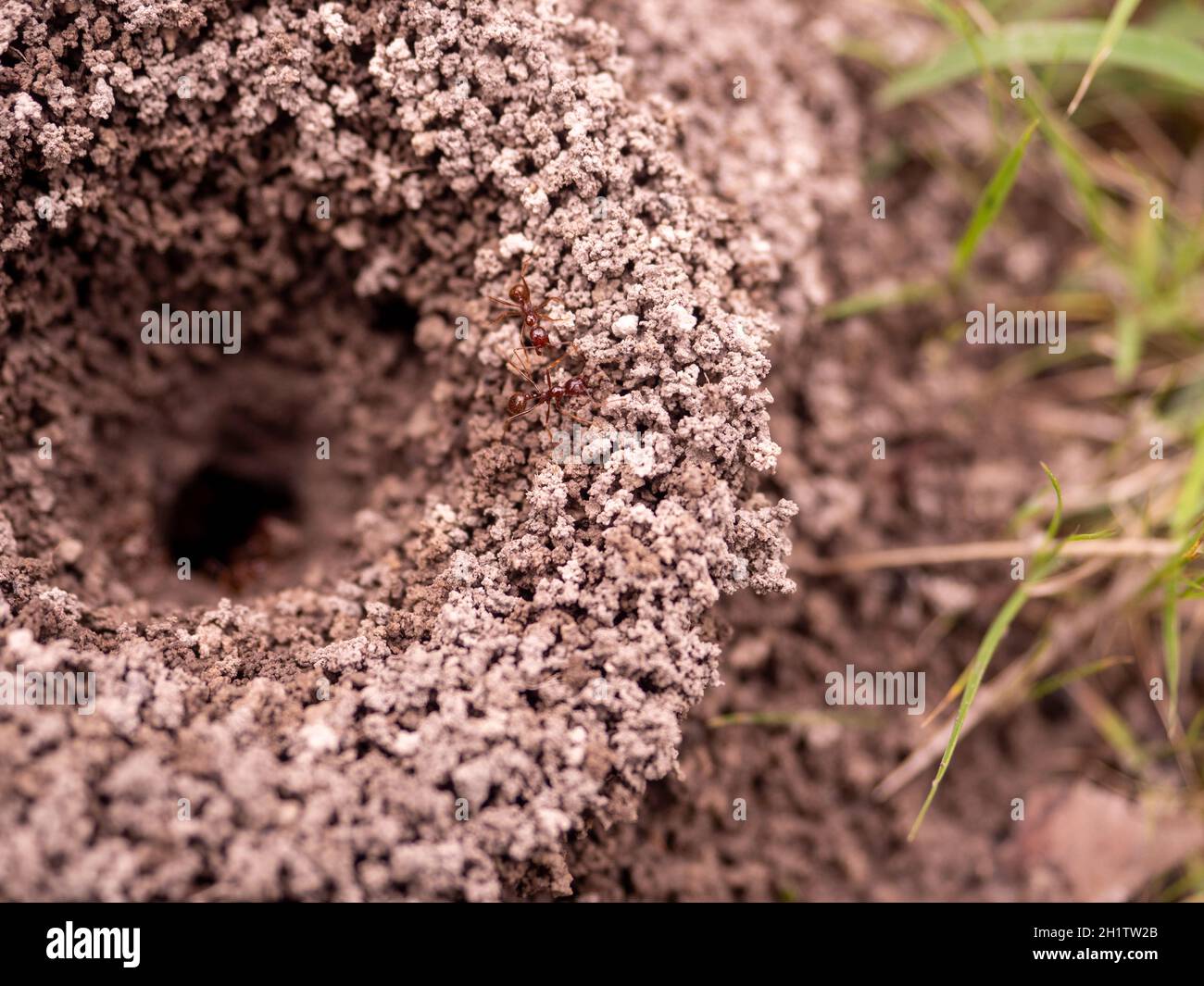 Small red ants constructing their nest in spring Stock Photo - Alamy
