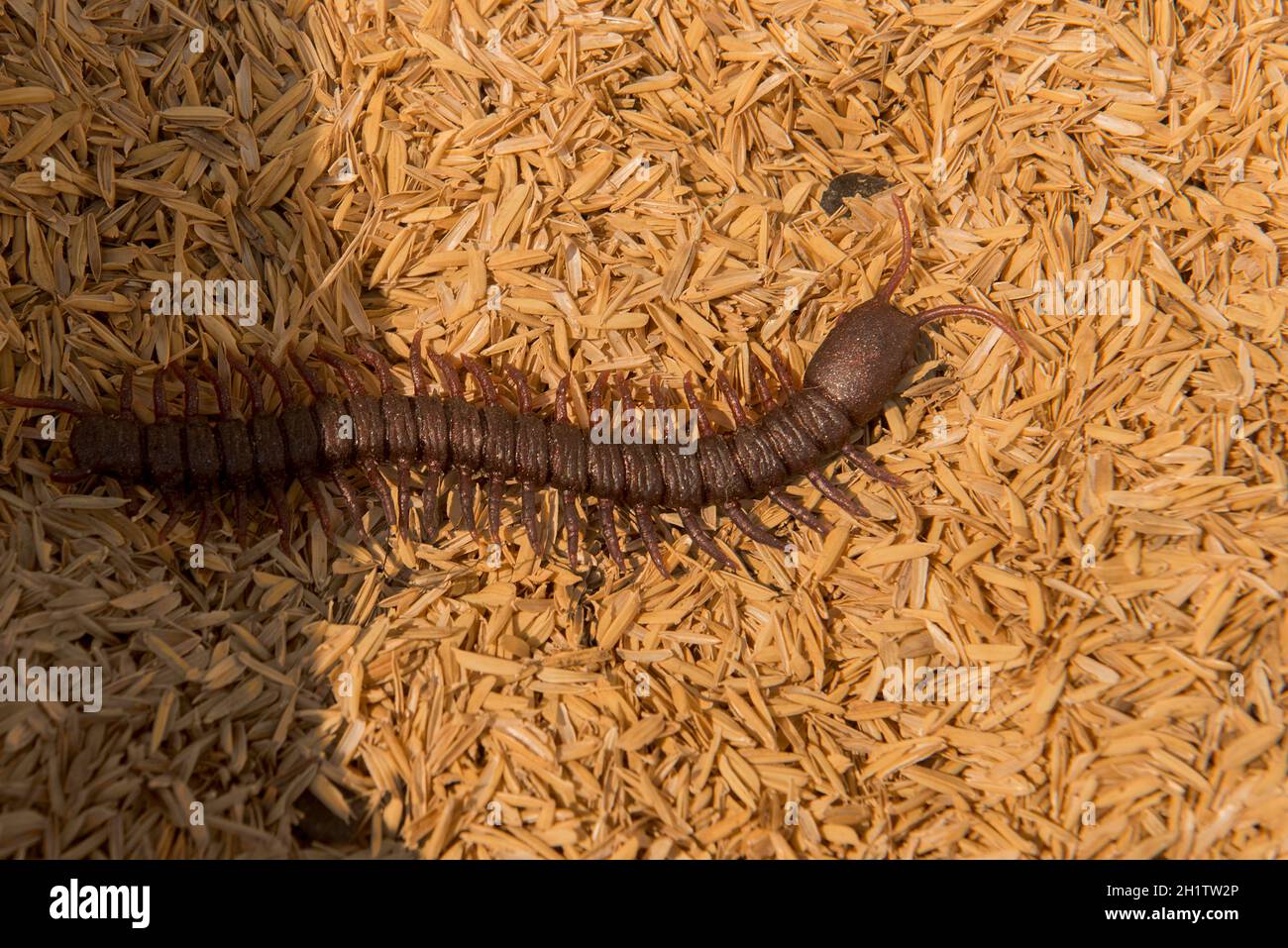 Close up view of centipede on the ground Stock Photo - Alamy