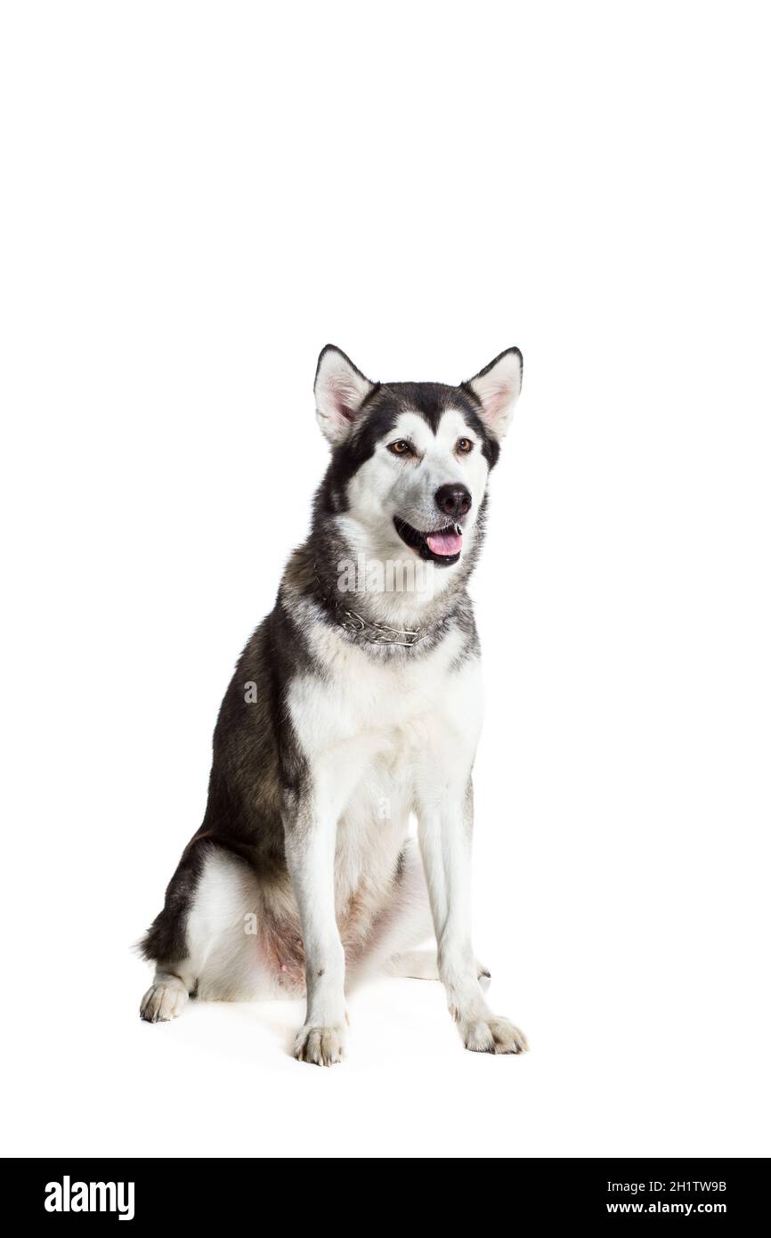 Alaskan Malamute sitting in front of the camera, isolated on white ...