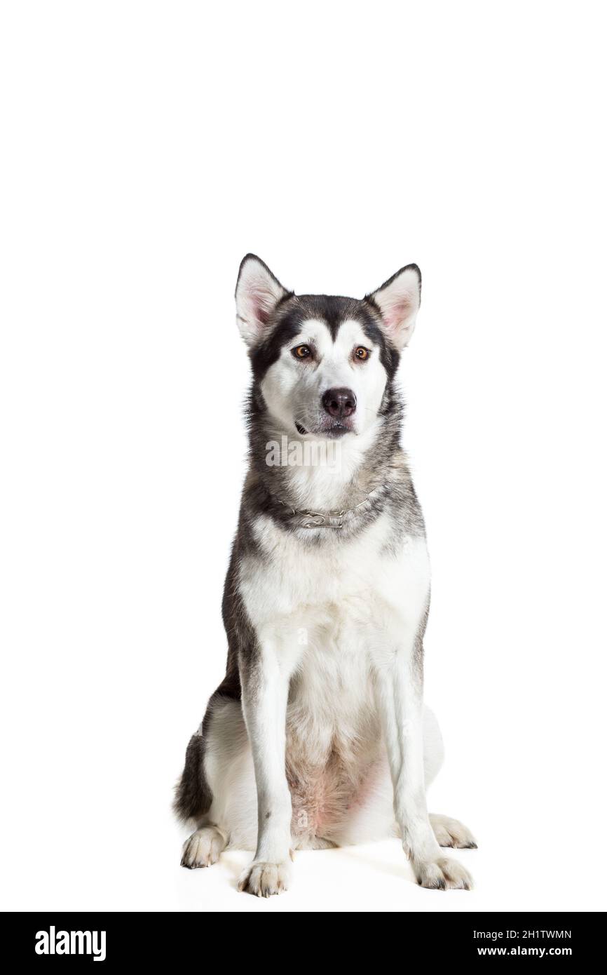 Alaskan Malamute sitting in front of the camera, isolated on white ...