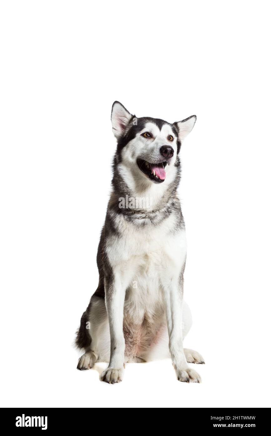 Alaskan Malamute sitting in front of the camera, isolated on white ...