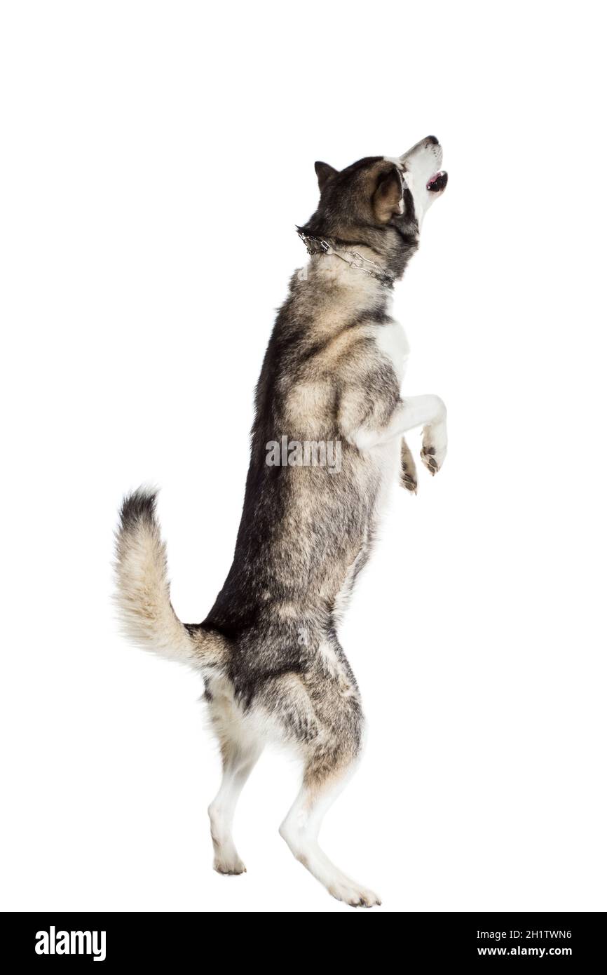 Alaskan Malamute sitting in front of white background Stock Photo - Alamy