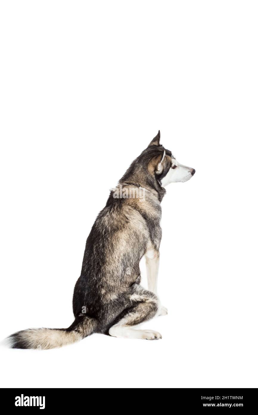 Alaskan Malamute sitting in front of white background Stock Photo - Alamy