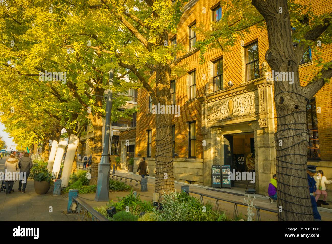 Autumn leaves of Yokohama, Japan Boulevard. Shooting Location: Yokohama ...