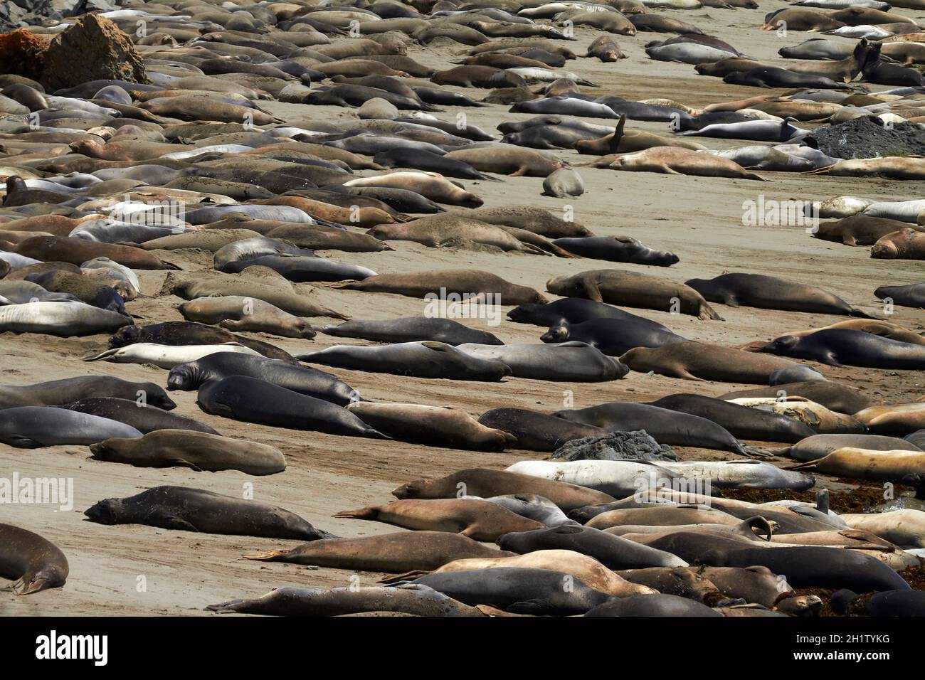 Northern Elephant Seals, Piedras Blancas elephant seal rookery, Pacific ...