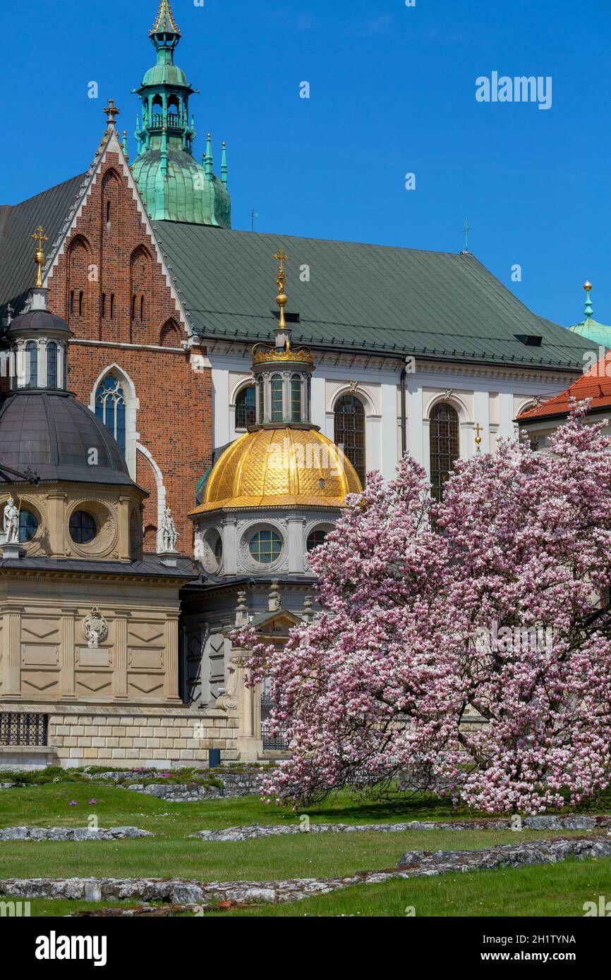 Krakow, Poland - April 28, 2021 : Blooming magnolia trees on the Wawel ...