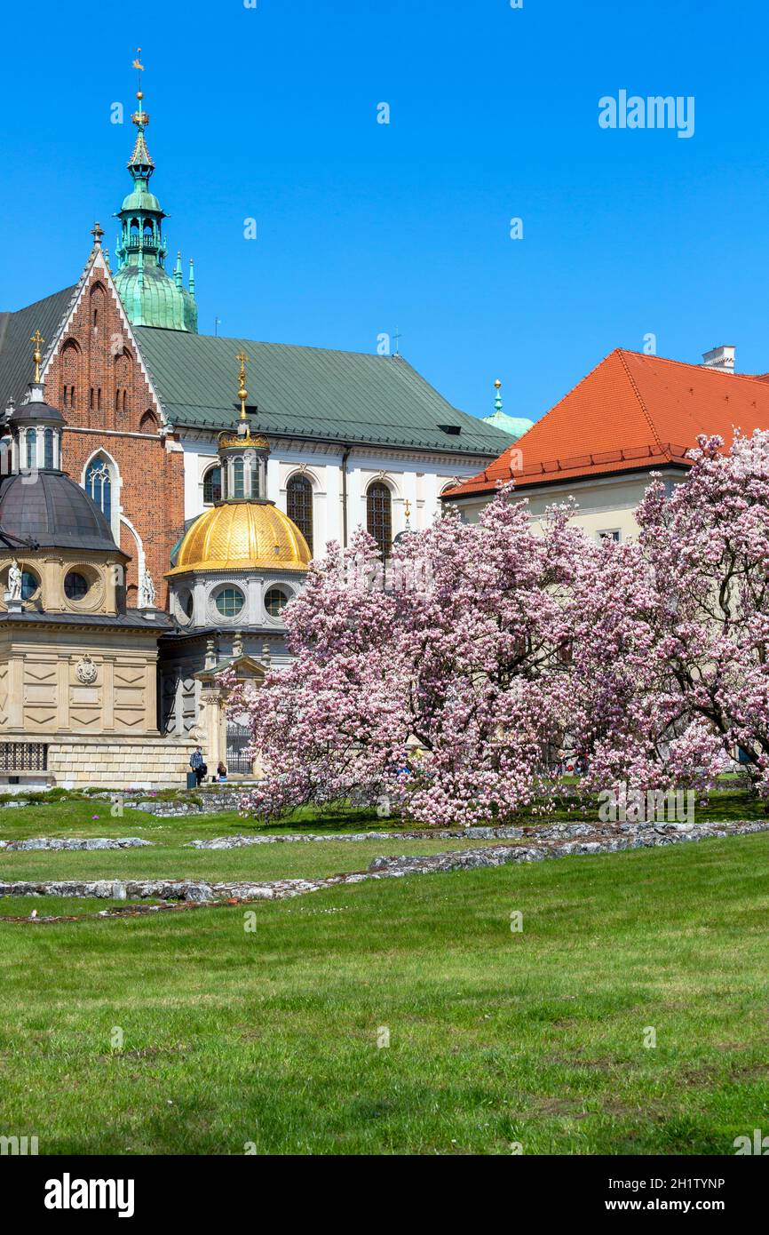 Krakow, Poland - April 28, 2021 : Blooming magnolia trees on the Wawel ...