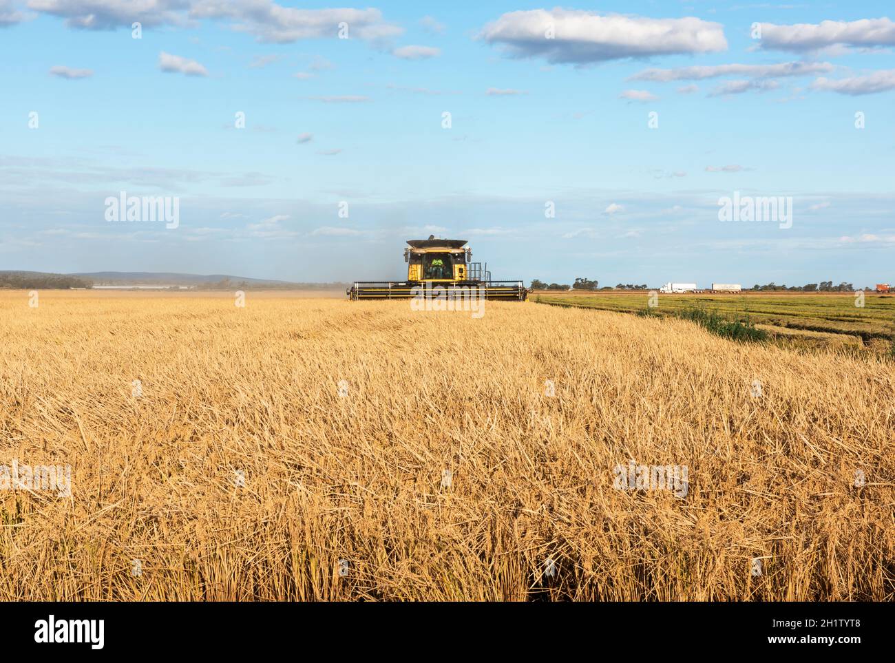Harvesting Rice on the farm near Griffith in New South Wales, Australia ...