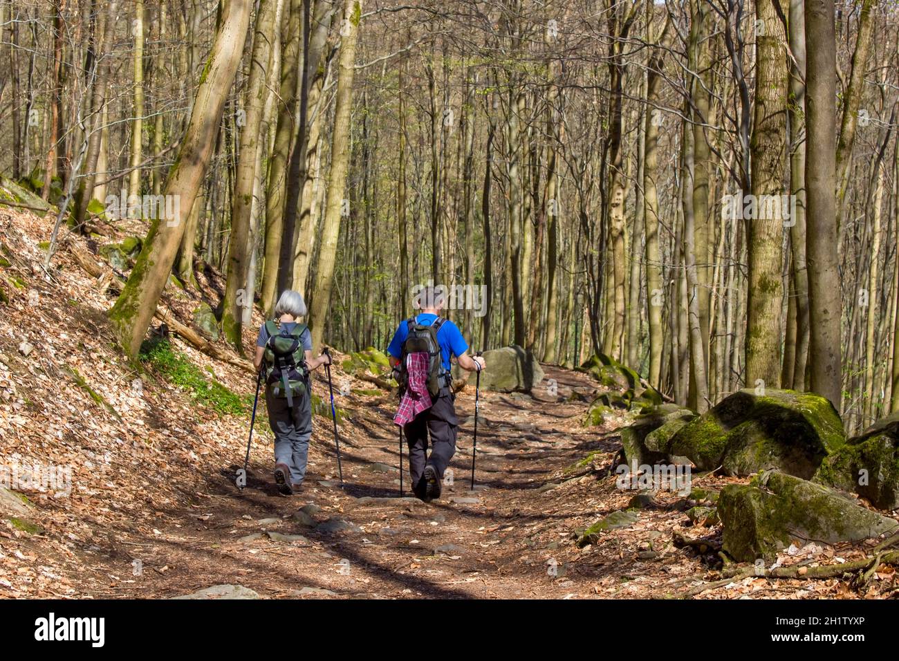 Spring Forest Hiking trail Rheinsteig in Siebengebirge Germany Stock ...