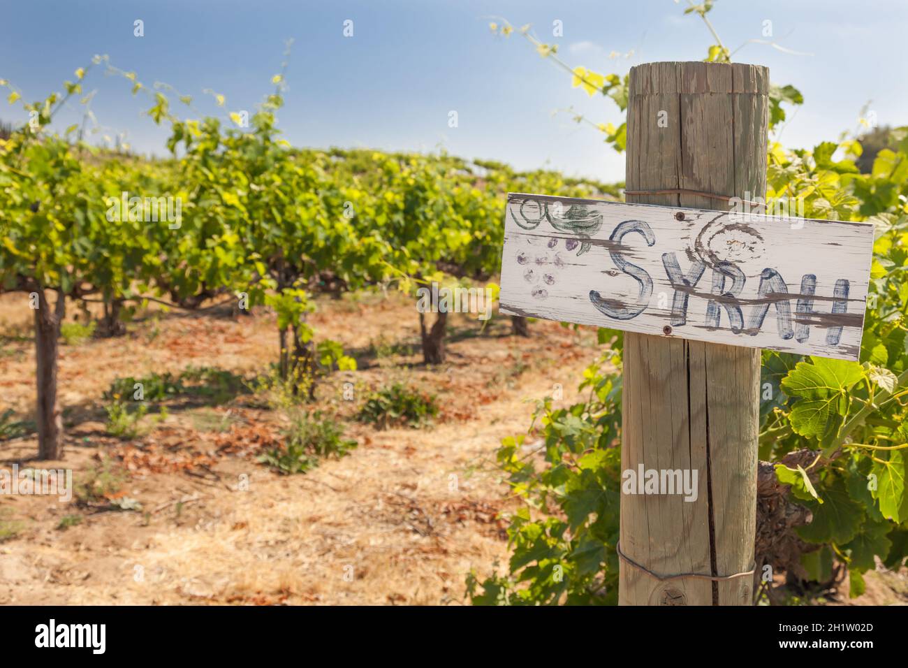 Grape tree sign hi-res stock photography and images - Alamy