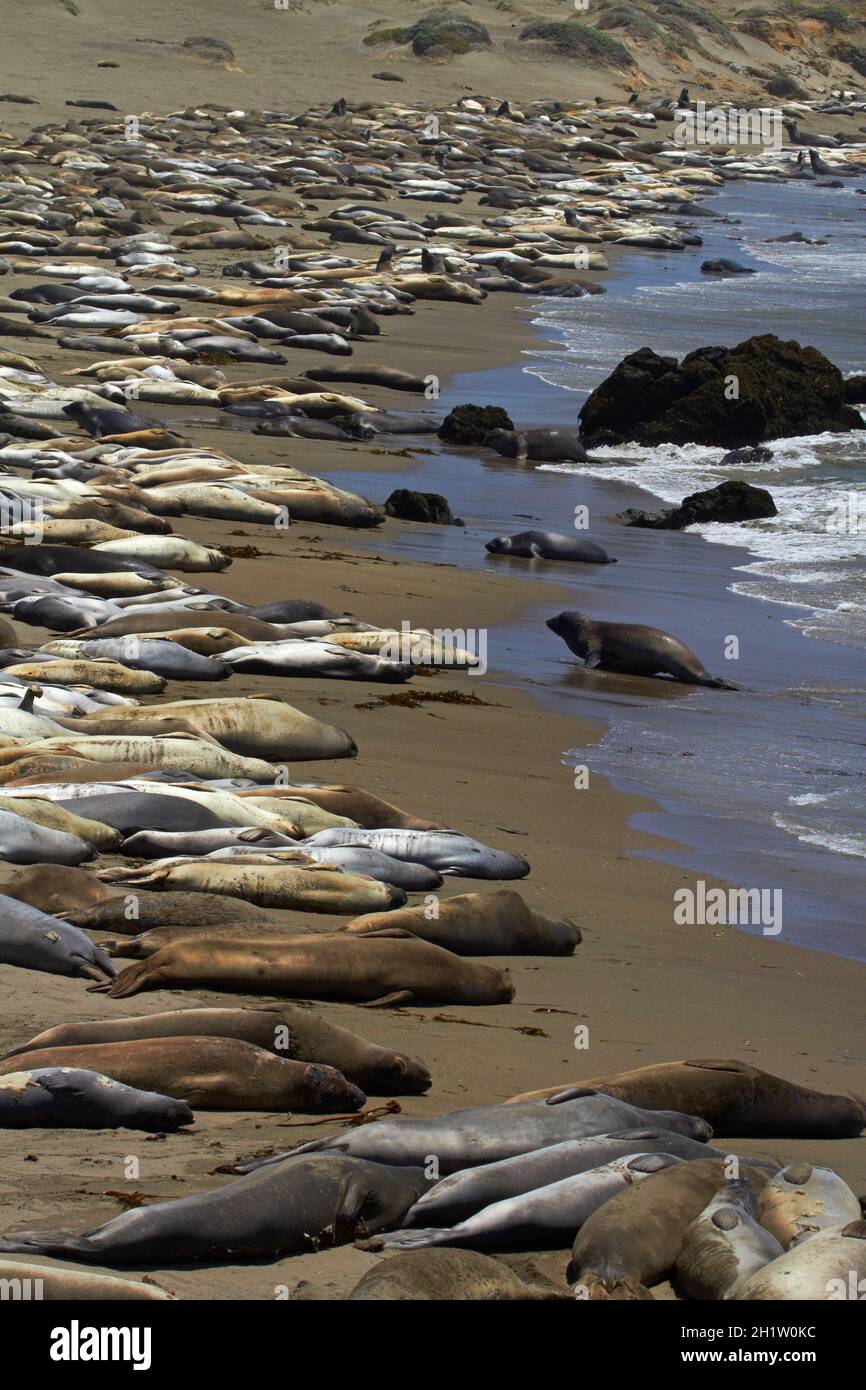 Northern Elephant Seals, Piedras Blancas elephant seal rookery, Pacific ...