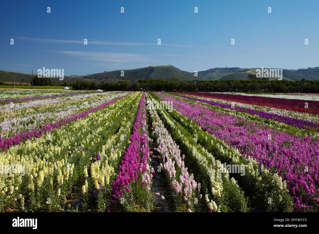 Flower Fields, Lompoc, Santa Barbara County, Central Coast, California ...