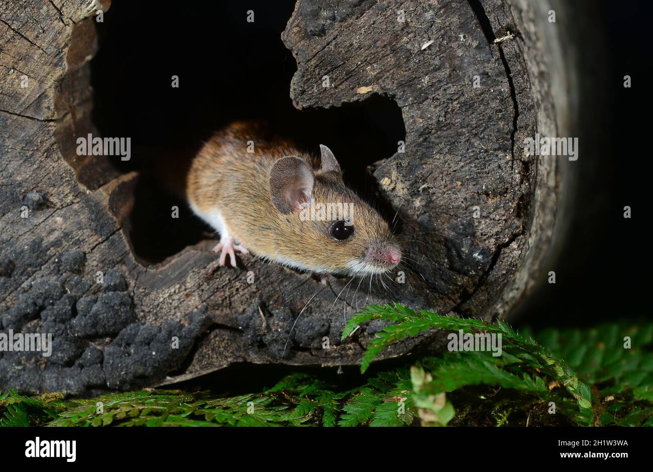 wood mouse apodemus sylvaticus Stock Photo - Alamy